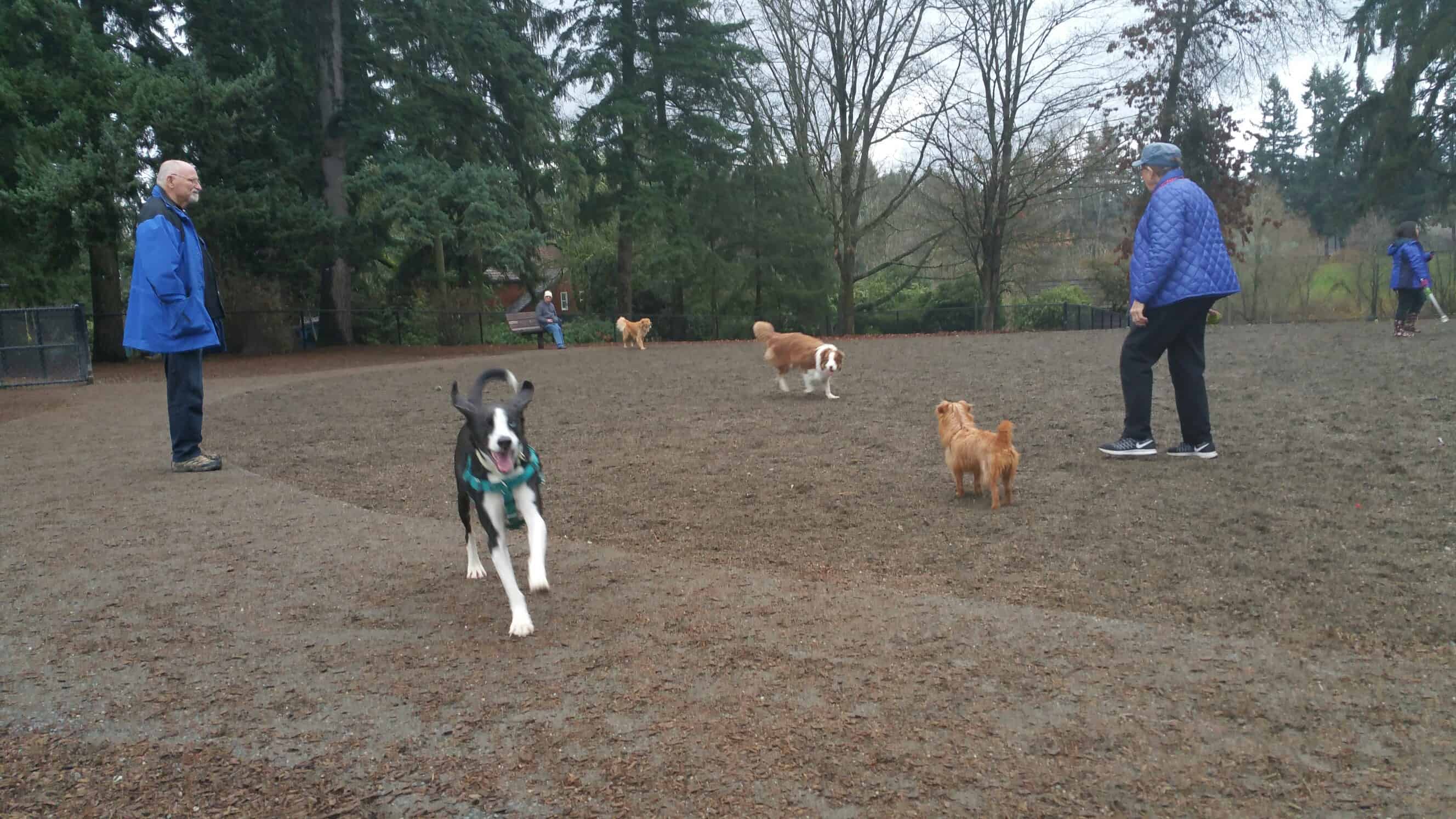Dog parks near me – 14 Seattle off-leash areas | Doggie Playsystems